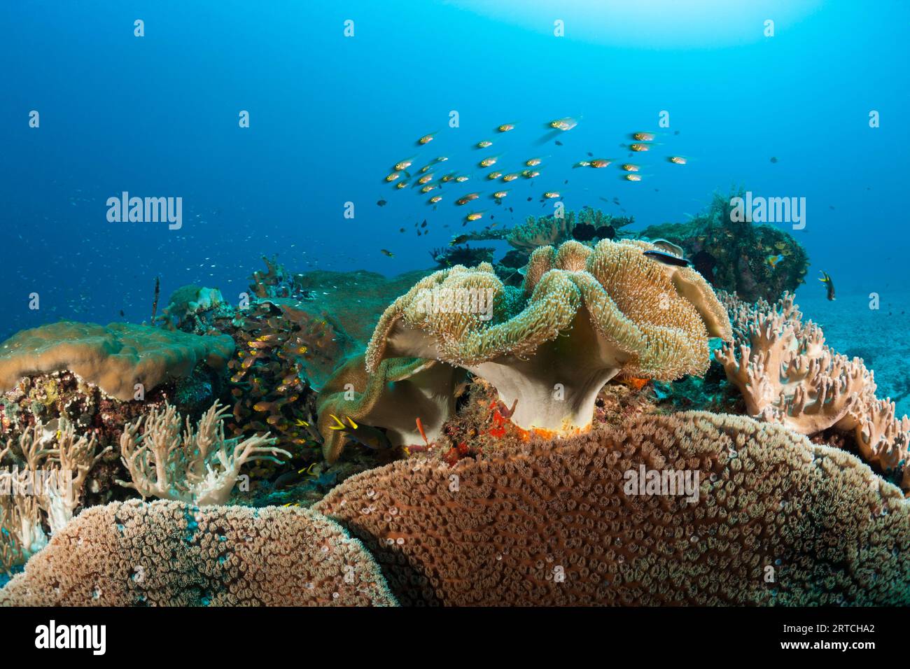 Biodiverse coral reef, Raja Ampat, West Papua, Indonesia Stock Photo ...