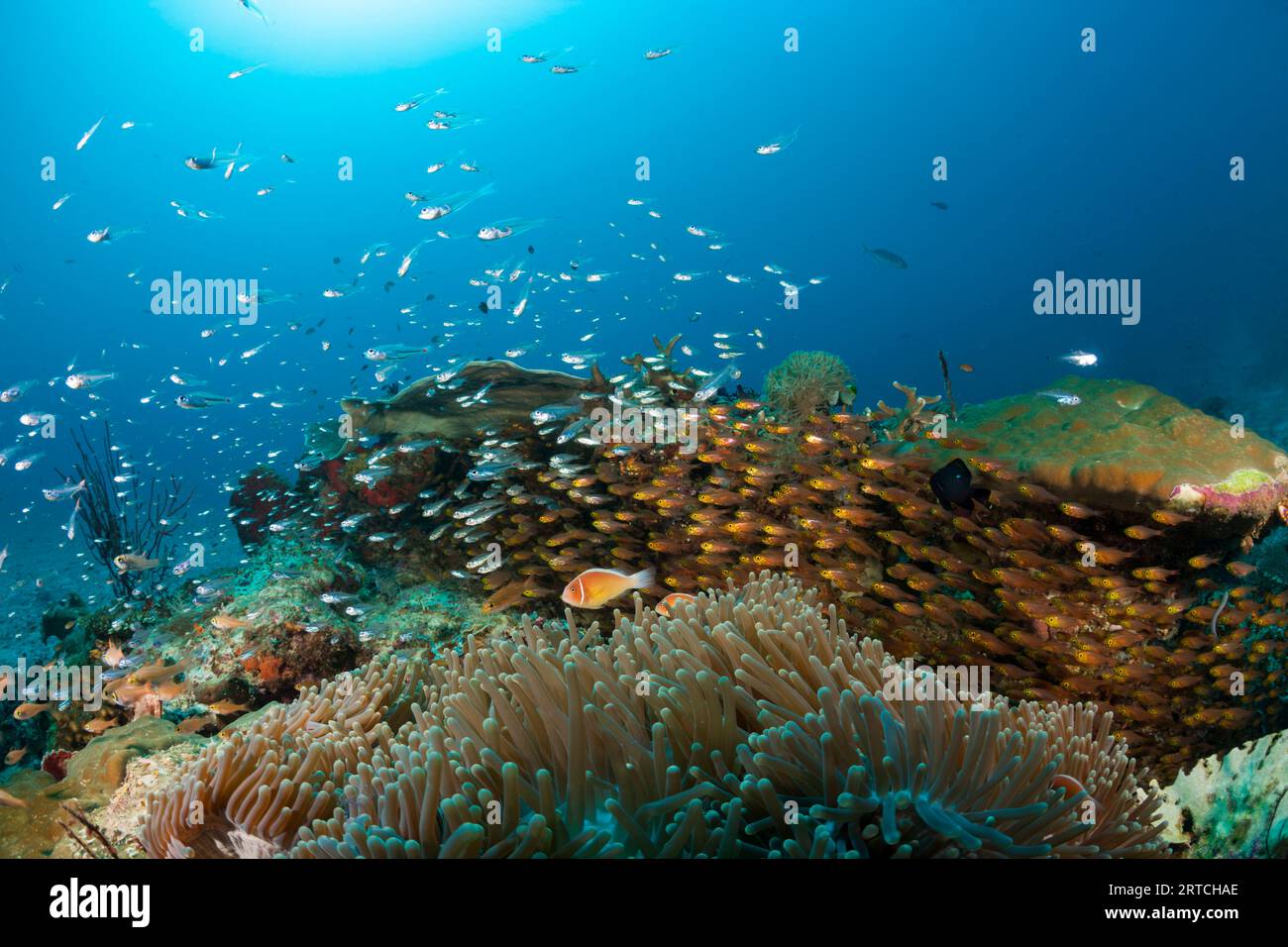Biodiverse coral reef, Raja Ampat, West Papua, Indonesia Stock Photo ...