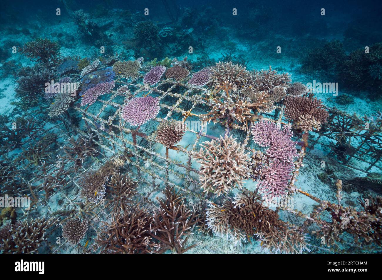 Reef development hi-res stock photography and images - Alamy