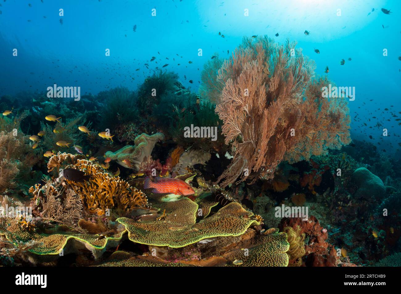 Colorful Coral Reef, Raja Ampat, West Papua, Indonesia Stock Photo - Alamy