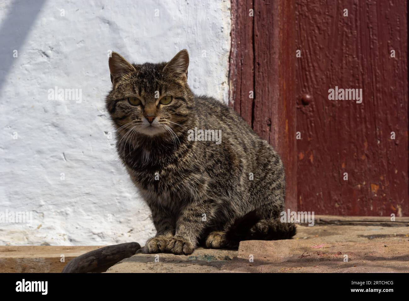 Cute tabby cat sitting in farm wooden hut house. Portrait tabby gray ...
