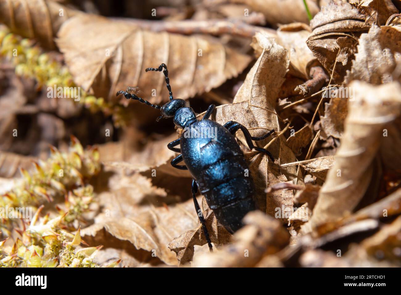 The violet oil beetle Meloe violaceus, is a species of oil beetle ...