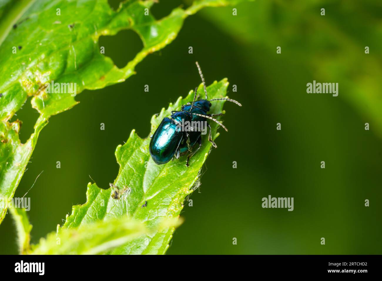 Altica is a large genus of lice in the subfamily Galerucinae, with ...