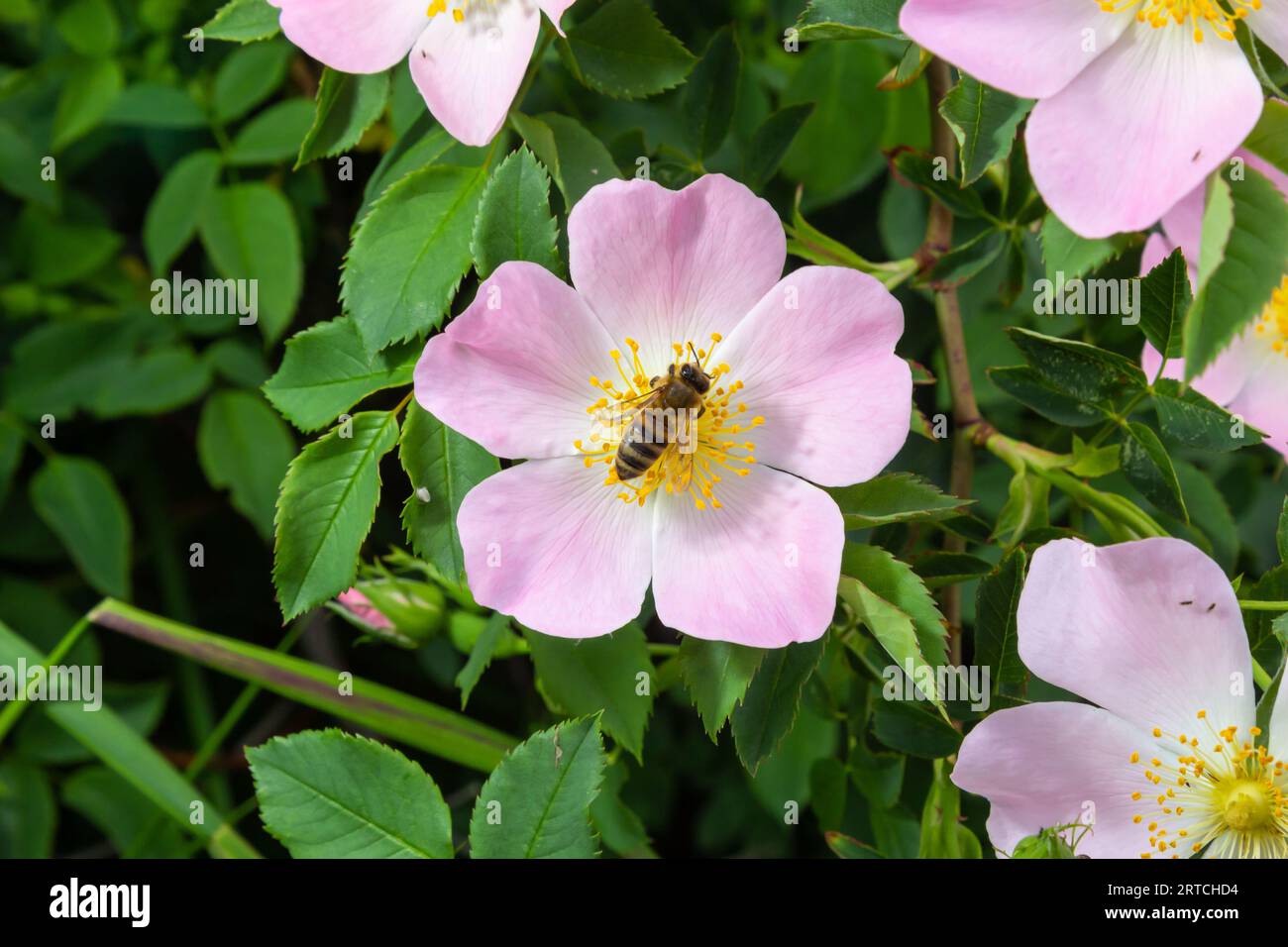 Honey bee Apis Mellifera is collecting pollen on white flower of bush ...