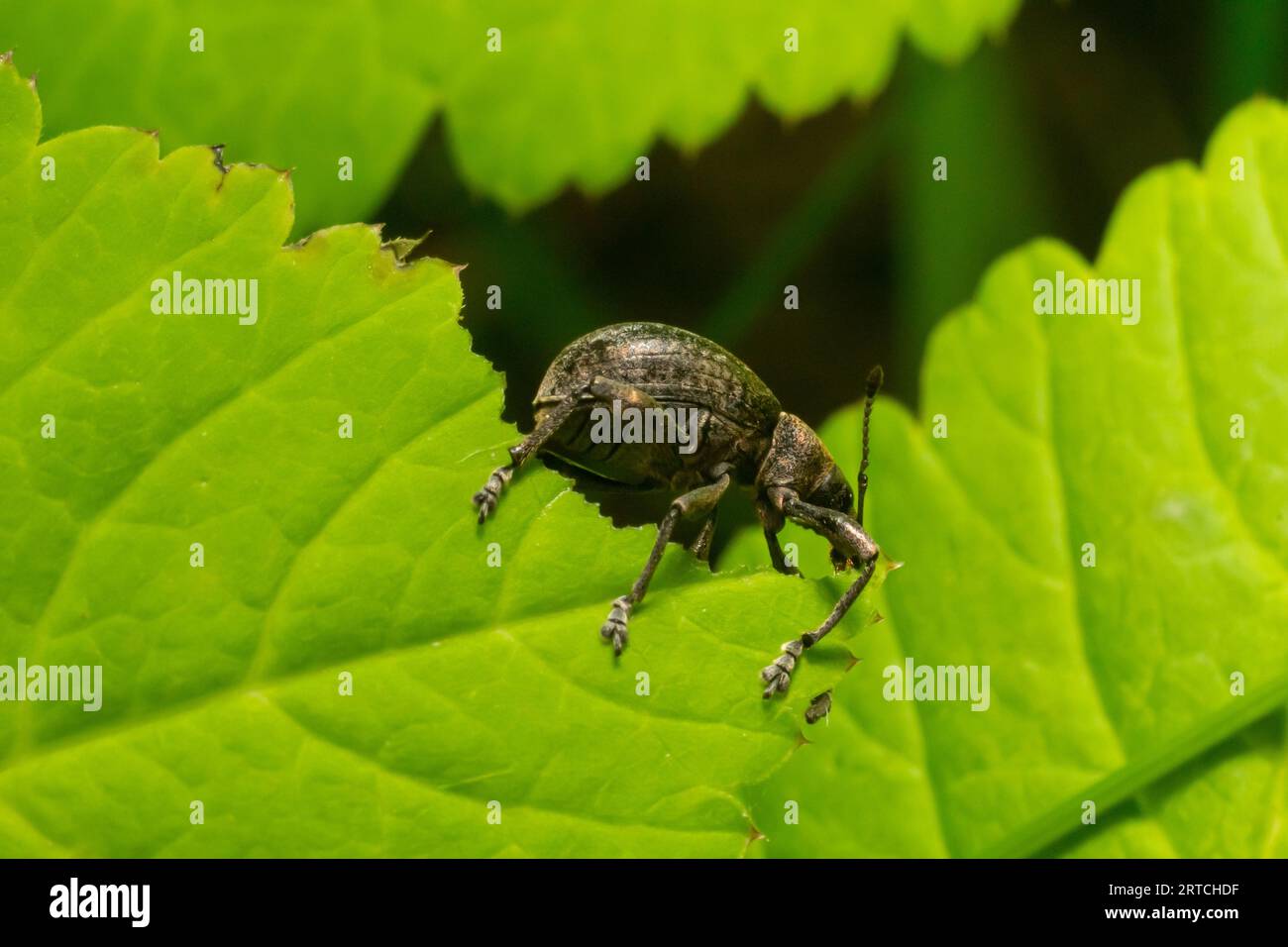 Vine weevil damage hi-res stock photography and images - Alamy