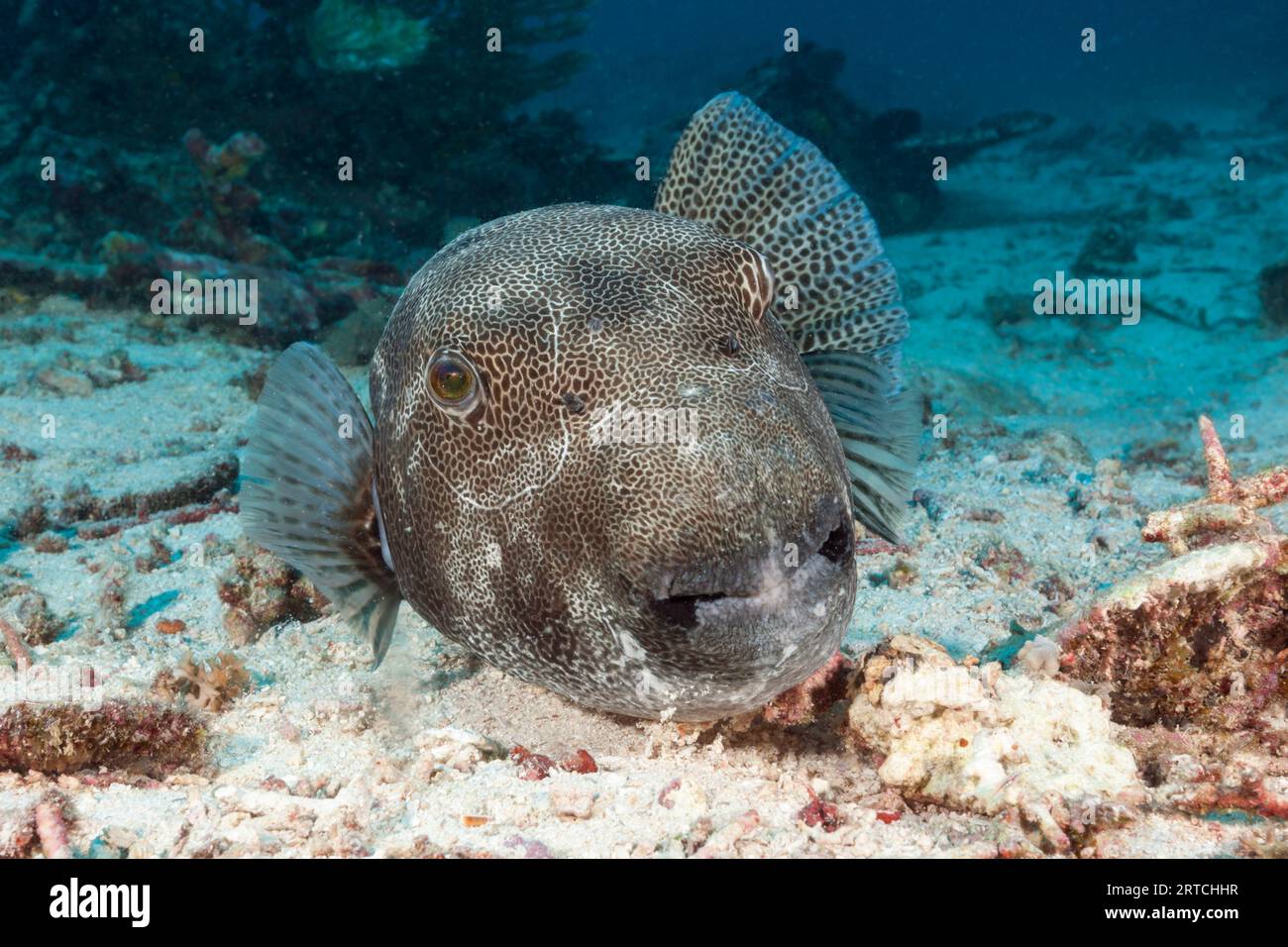 Giant Puffer, Arothron stellatus, Raja Ampat, West Papua, Indonesia ...