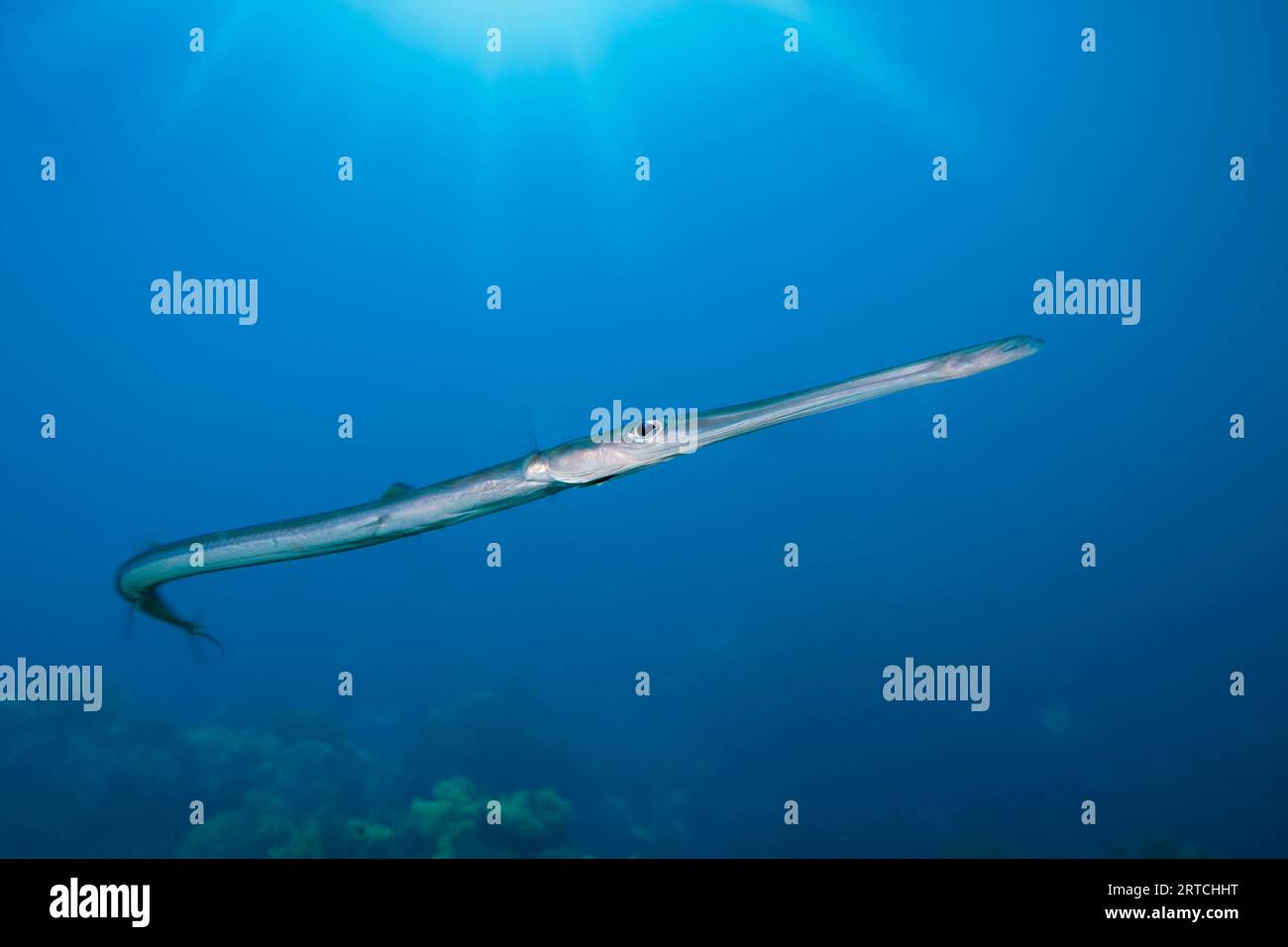 Flutefish, Fistularia commersonii, Raja Ampat, West Papua, Indonesia ...