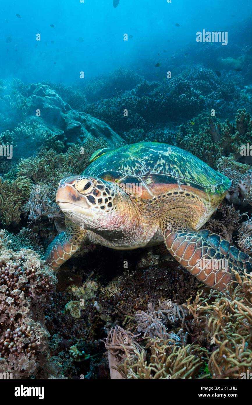 Green sea turtle, Chelonia mydas, Raja Ampat, West Papua, Indonesia ...