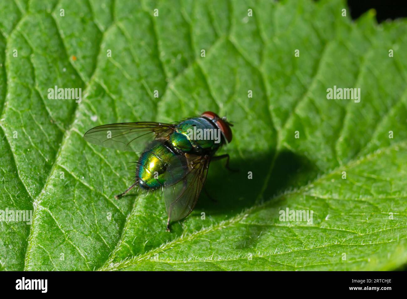 Common green bottle fly blow fly, Lucilia sericata on a green leaf ...