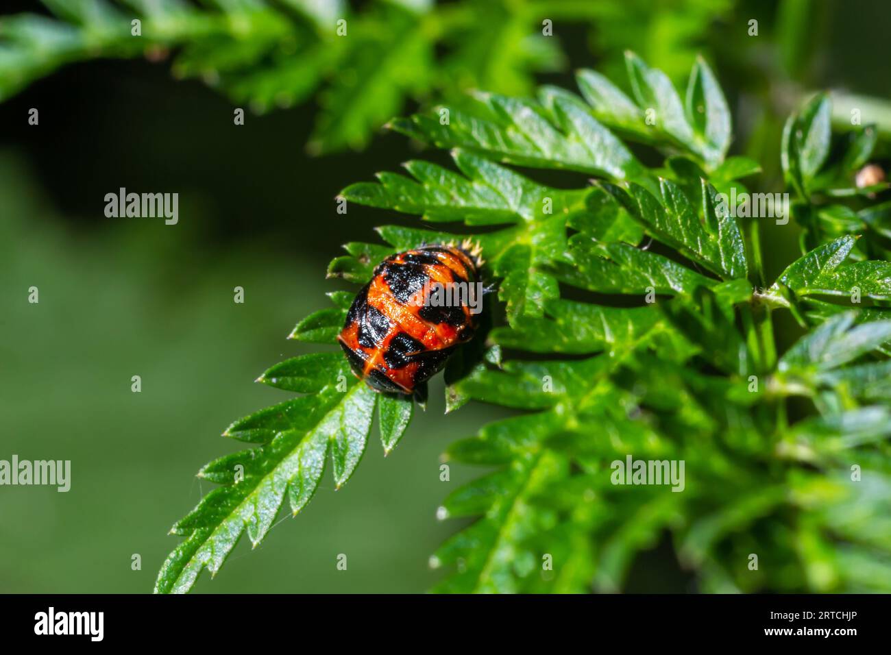 Ladybird beetle larva ladybug hi-res stock photography and images - Alamy