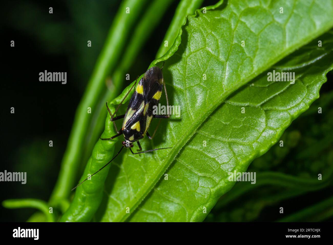 Bug form the family Miridae on plant leaf. In the forest on a summer ...
