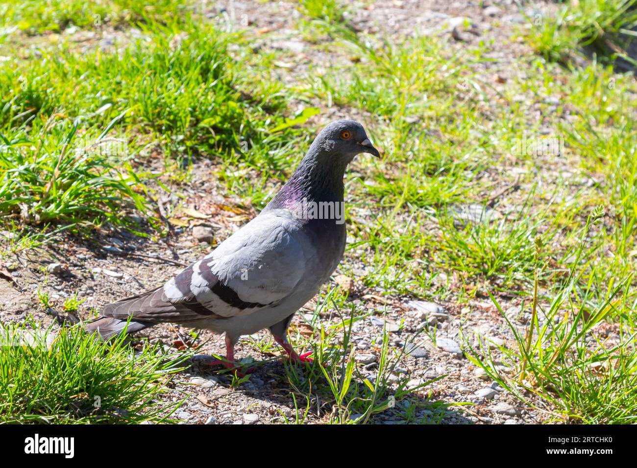 Pigeon on grass. Poultry and plants. City pigeon in park. One bird ...