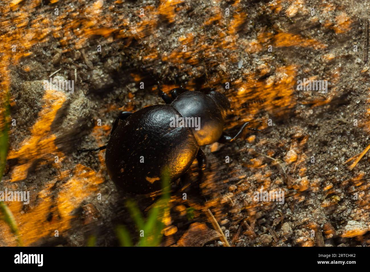 Bloody Nosed Beetle, Blood Spewer Beetle, Blood Spewing Beetle ...