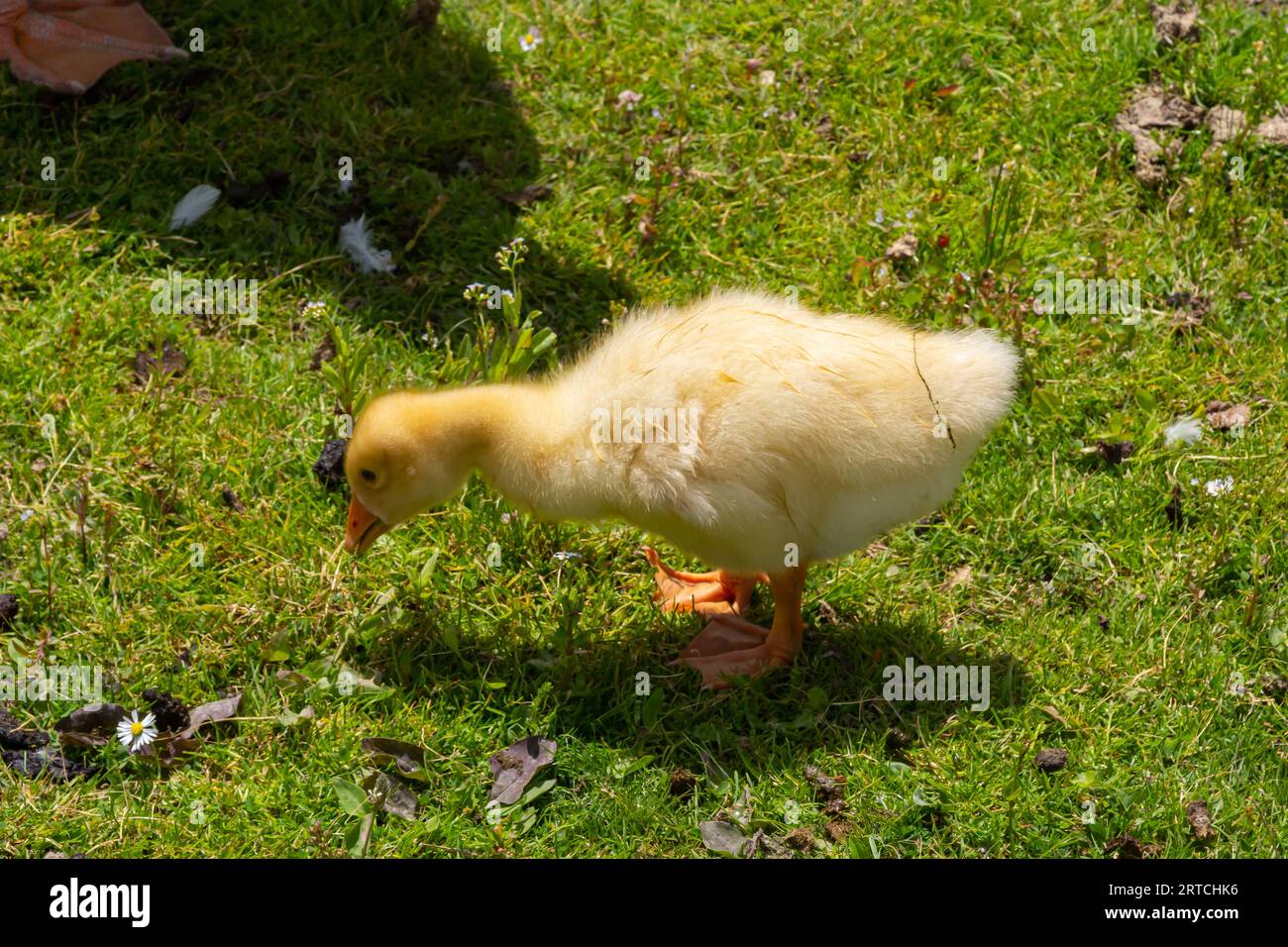 Egyptian goose family in the wild. The female, male and goslings of the ...