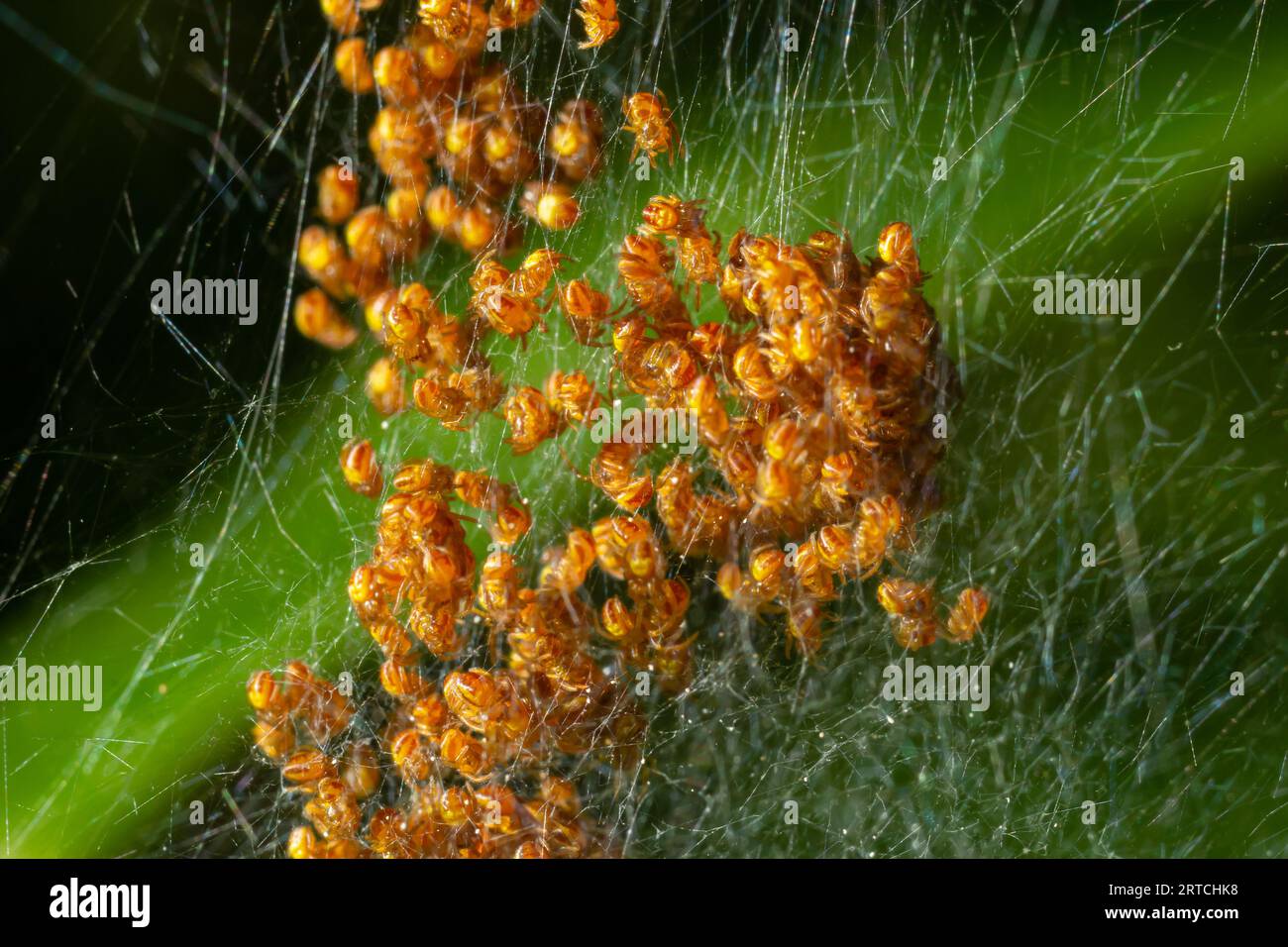 Baby orb weaver spiders, spiderlings, in nest, Yellow and black, macro ...