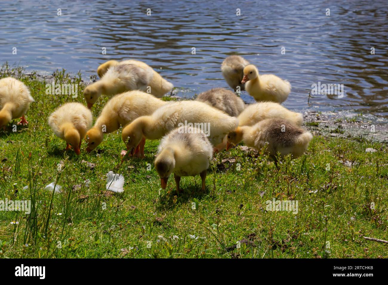 Egyptian goose family in the wild. The female, male and goslings of the ...