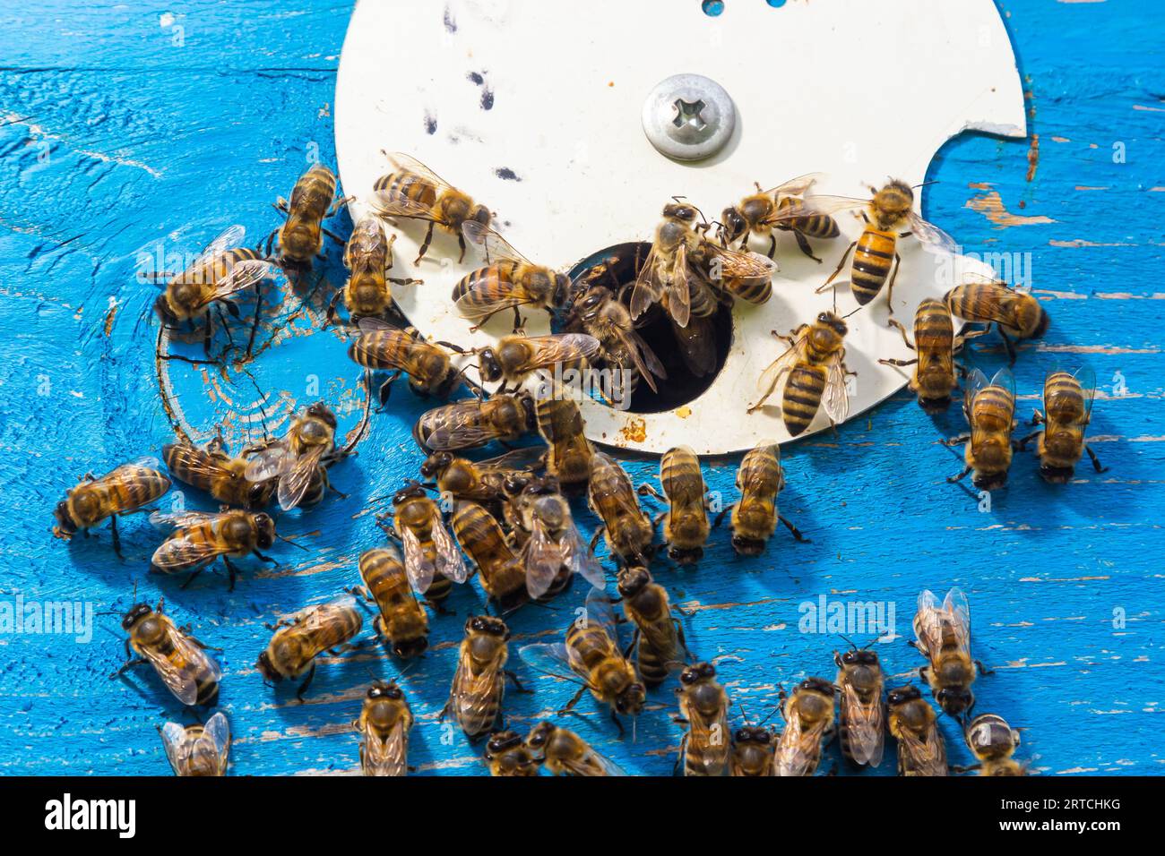 swarm of honey bees flying around beehive. Bees returning from ...