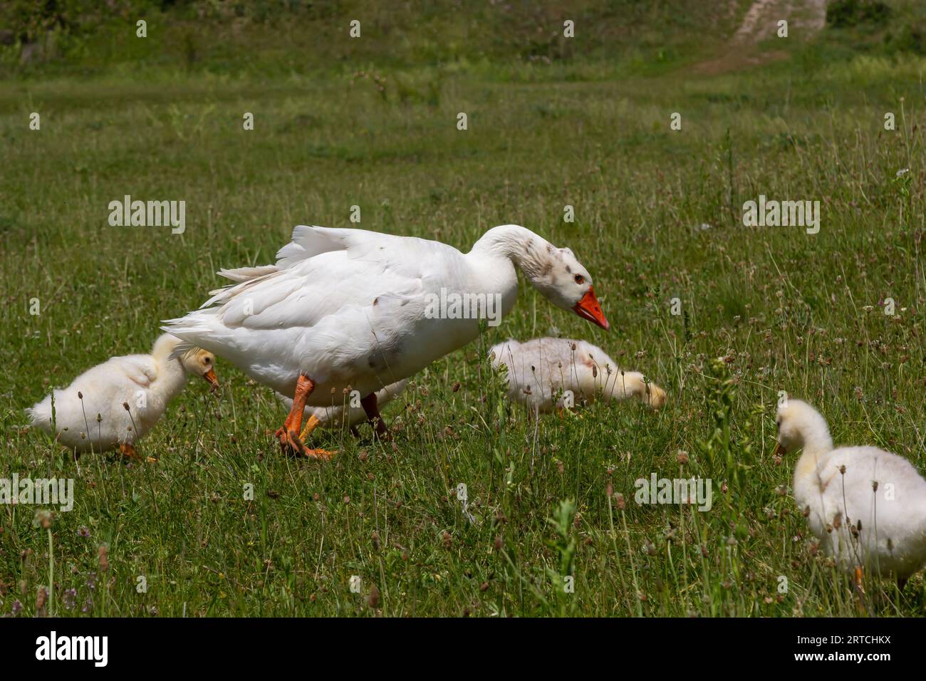 Egyptian goose family in the wild. The female, male and goslings of the ...