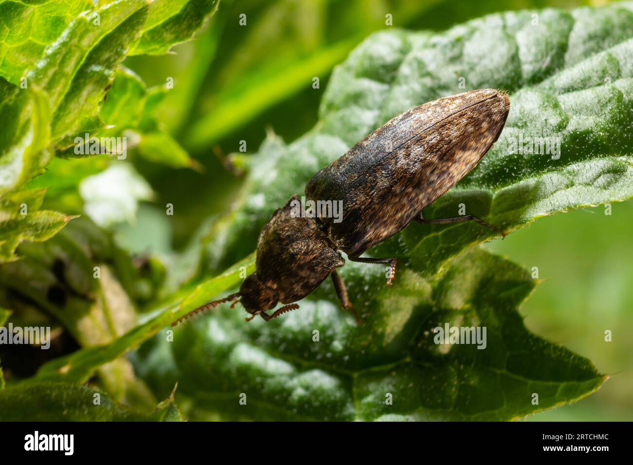 Agrypnus murinus is a click beetle a species of beetle from the family ...