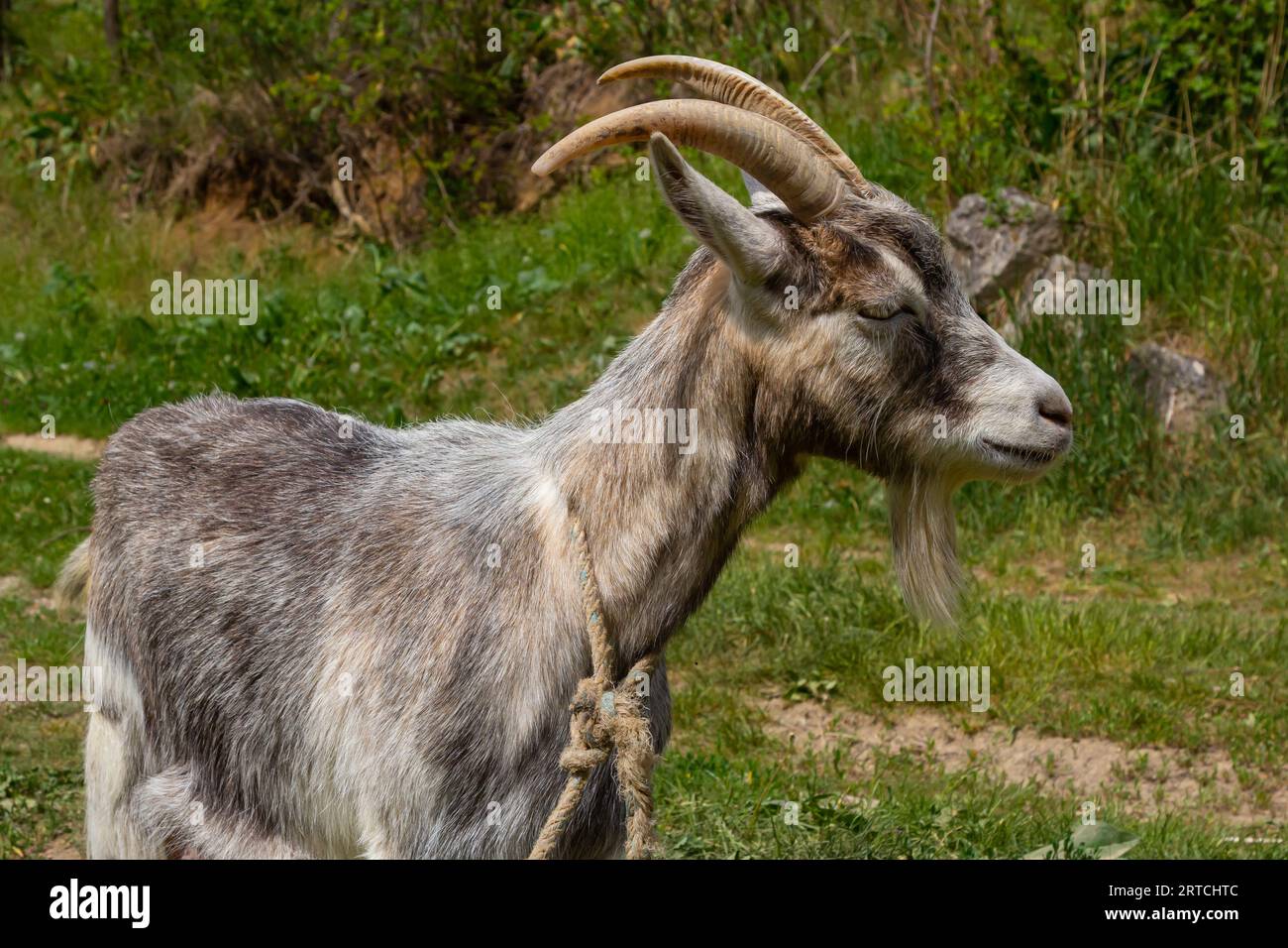 Grey goat portrait on grass background. Horned goat grazing on a green ...