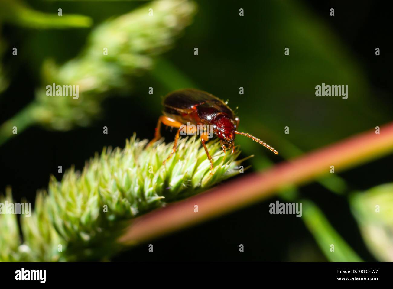 Copper ground beetle hi-res stock photography and images - Alamy