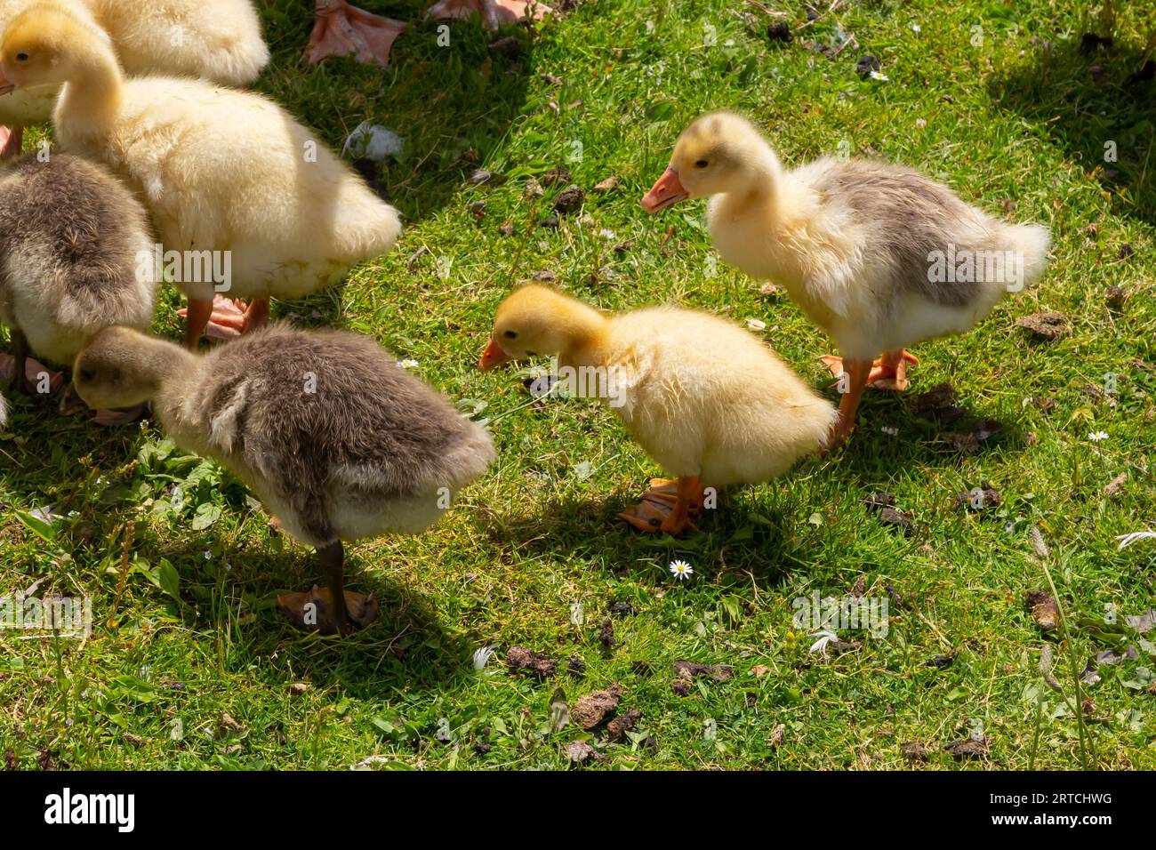 Egyptian goose family in the wild. The female, male and goslings of the ...