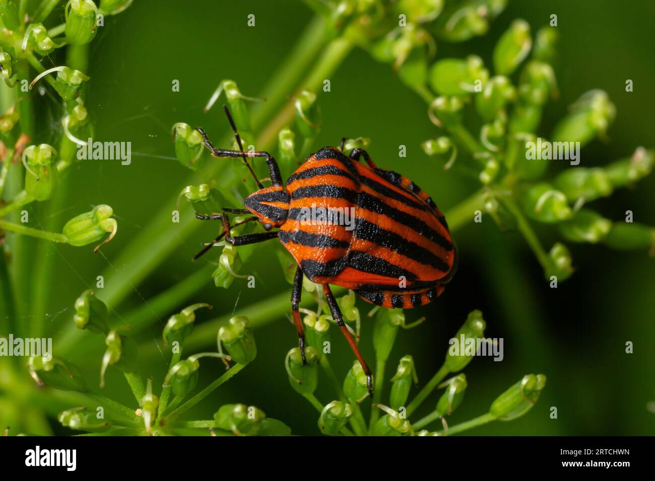 Striped insects hi-res stock photography and images - Alamy