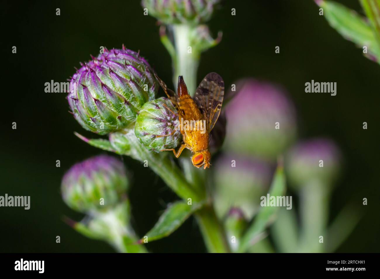 Macro of a fruit fly Xyphosia miliaria of the Tephritidae family on a ...