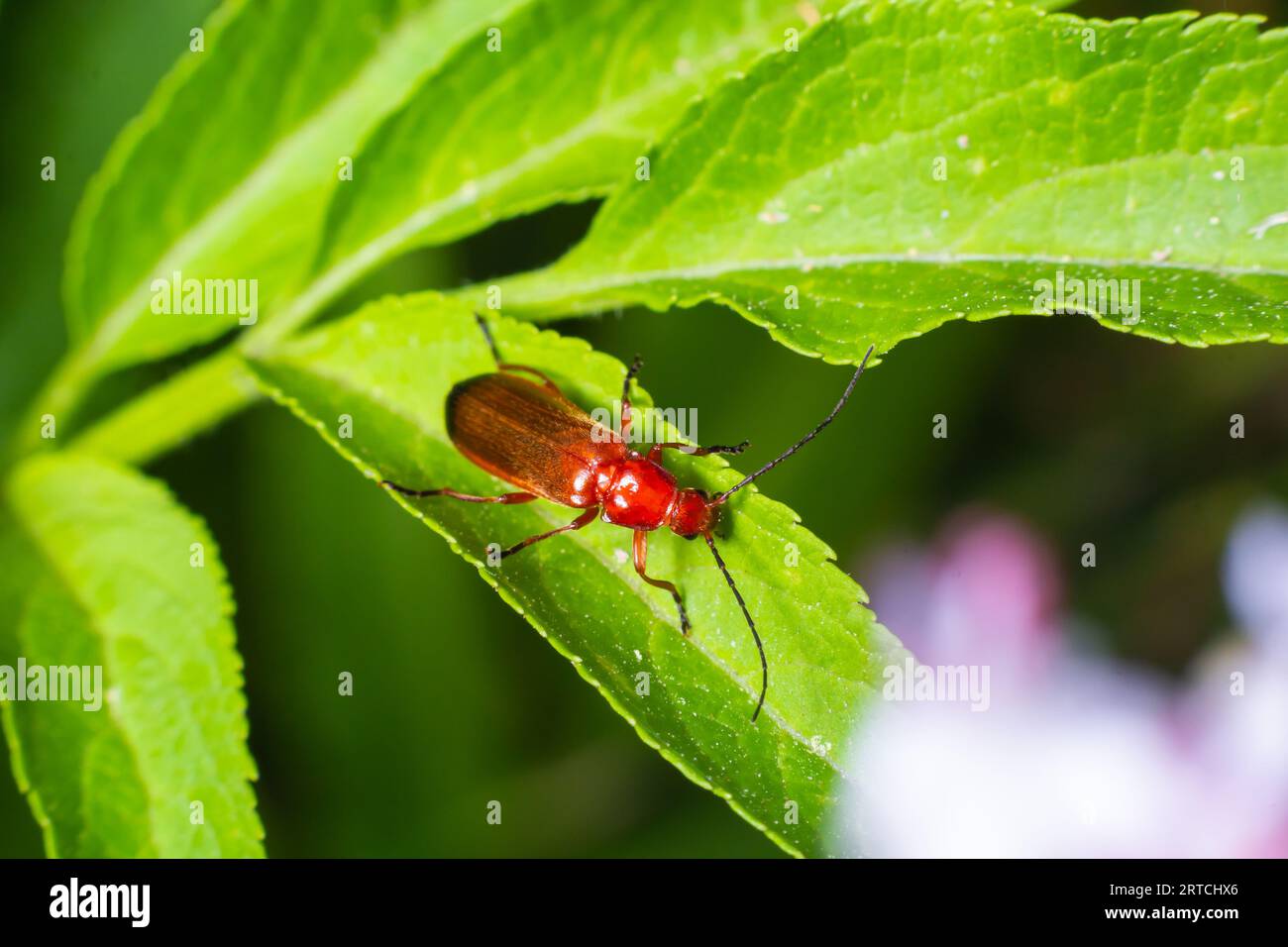 Rhagonycha fulva, the common red soldier beetle on a leaf of grass ...