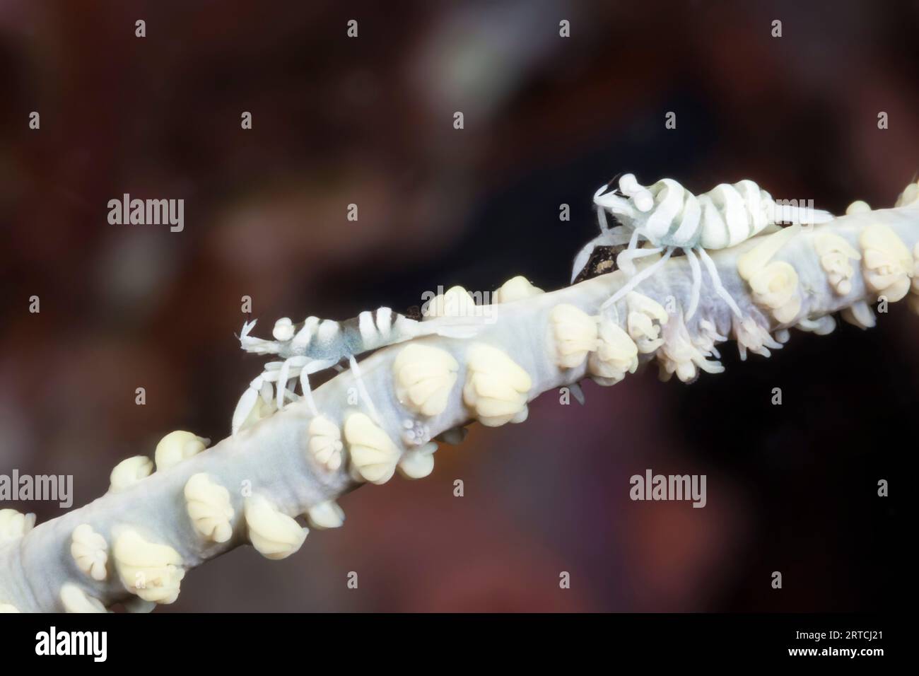 Partner shrimp of a black coral, Pontonides unciger, Raja Ampat, West ...