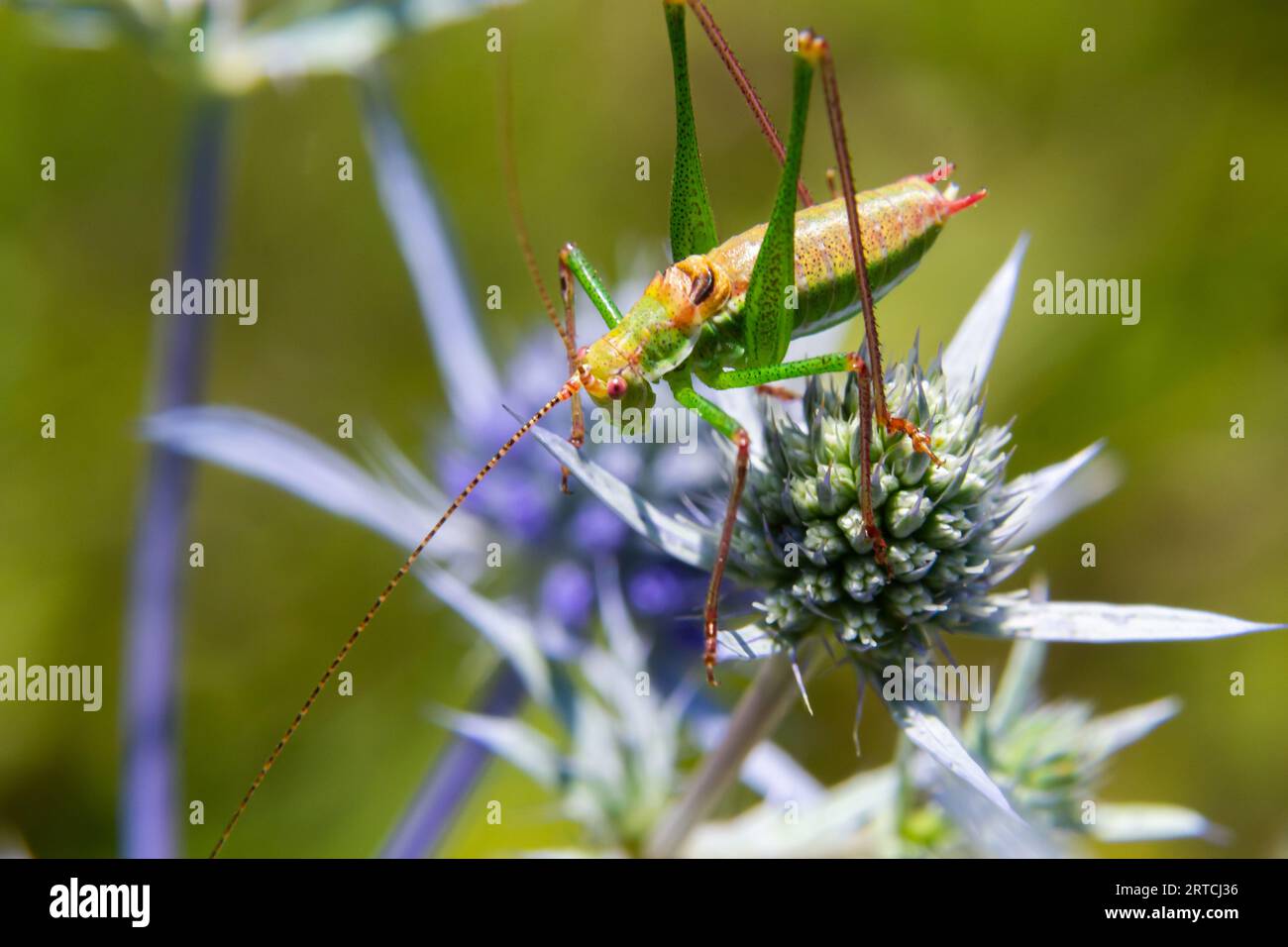 green grasshopper with black, green and white stripes on his back ...