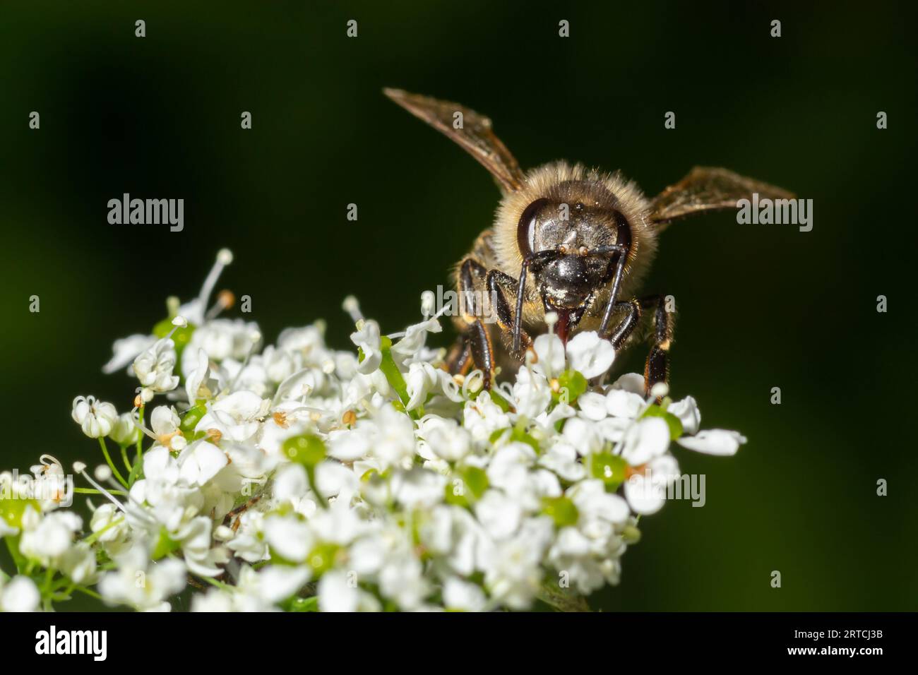 White flower with honey bee hi-res stock photography and images - Alamy
