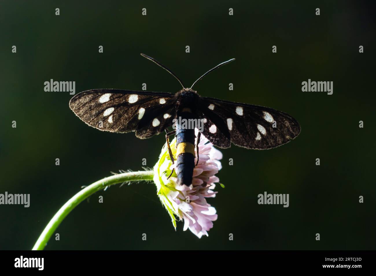 Nine-spotted moth or yellow belted burnet, Amata phegea, formerly ...