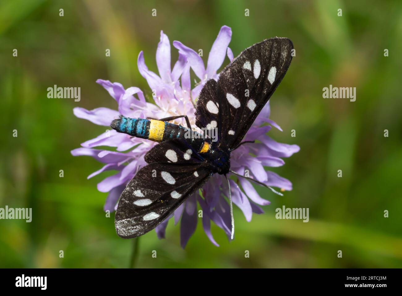 Nine-spotted moth or yellow belted burnet, Amata phegea, formerly ...