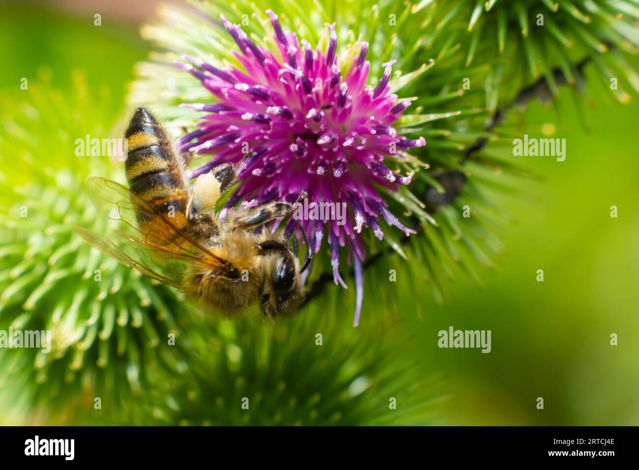 Bee colecting polen from a Greater burdock Arctium lappa flower closeup ...