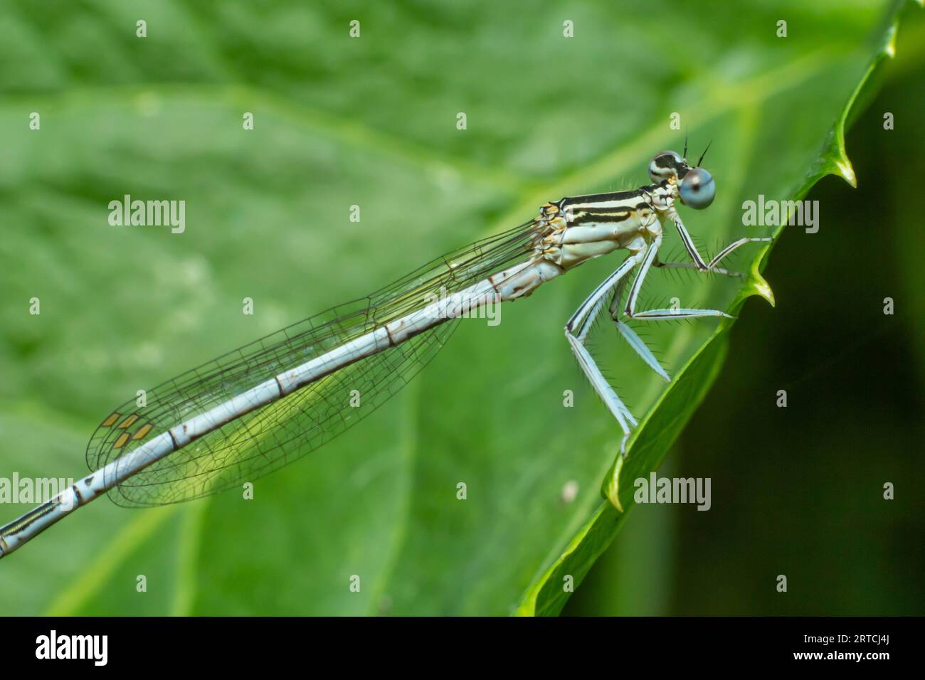 White legged damselfly or blue featherleg female sitting on a leaf of ...