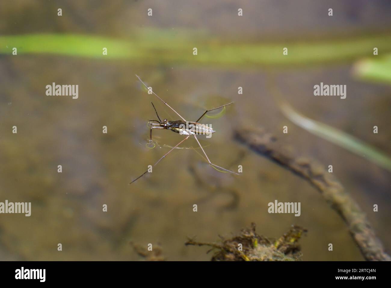 A common water strider Gerris lacustris on a green water surface Stock ...