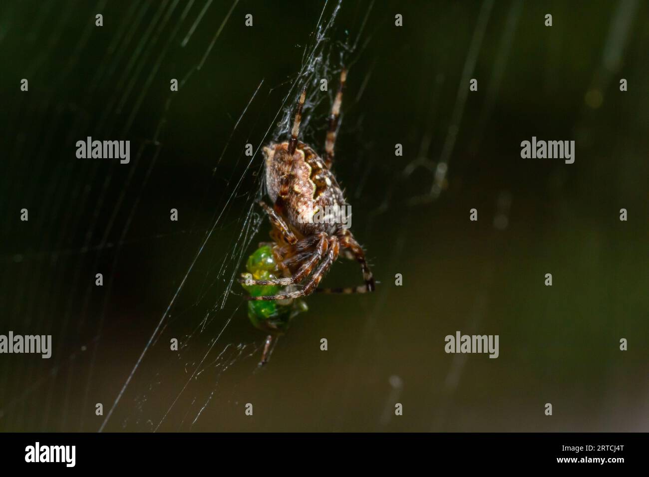 Baby spider Araneus diadematus on the web, summer sunny day natural ...