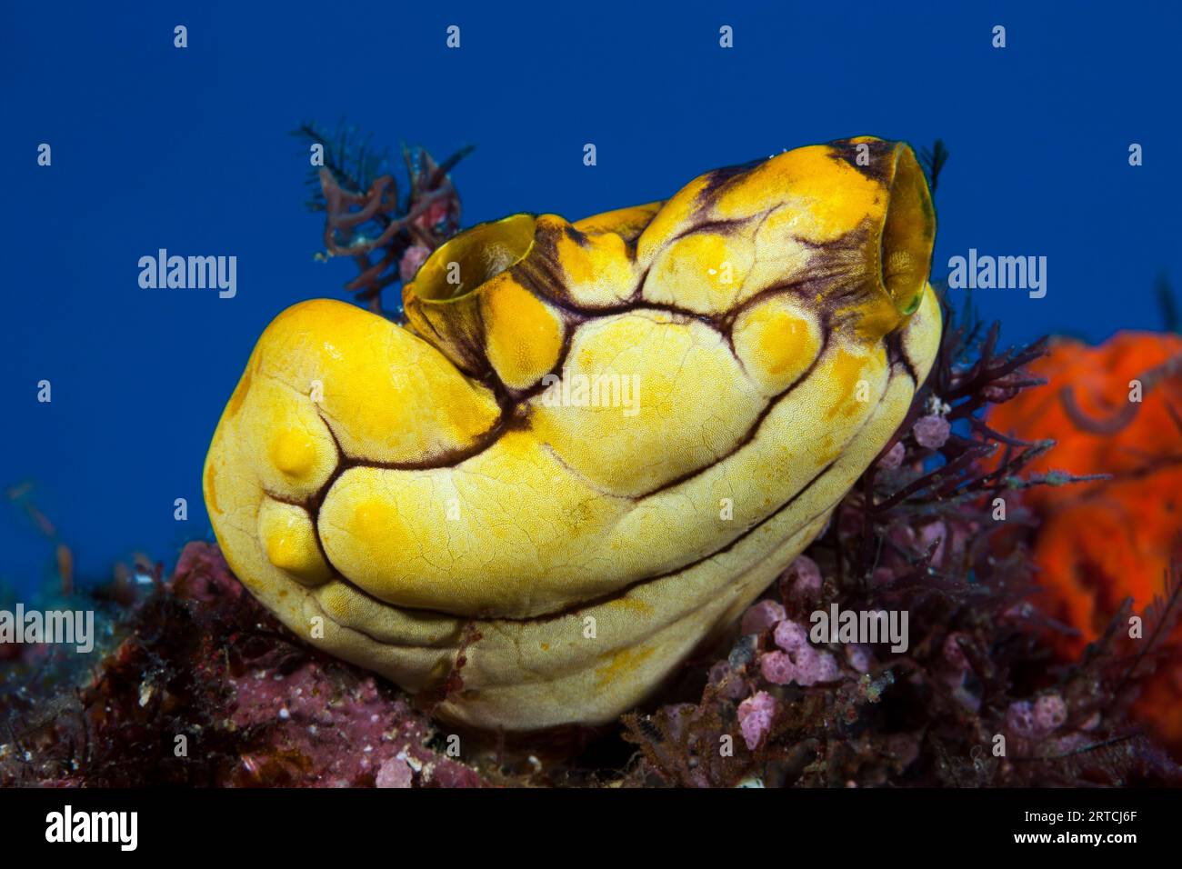 Gold Sea Squirt, Polycarpa aurata, Raja Ampat, West Papua, Indonesia ...