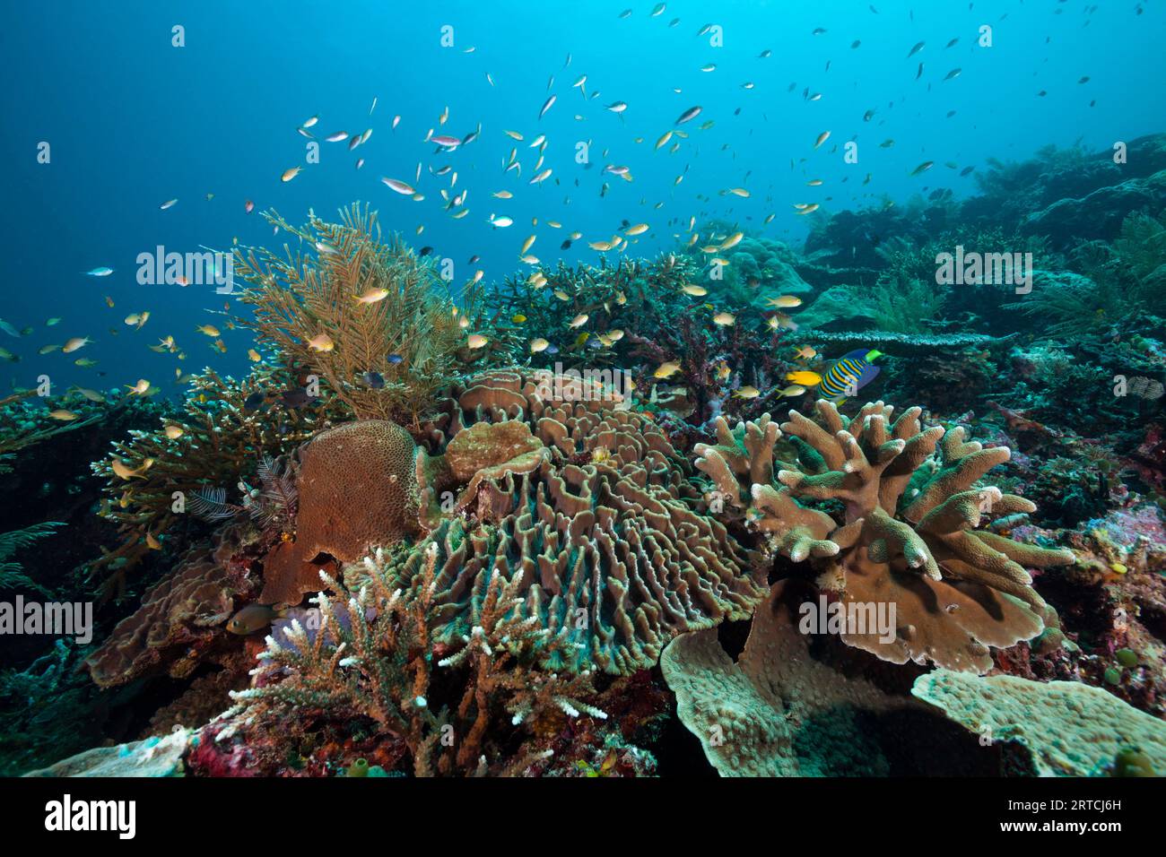 Biodiverse coral reef, Raja Ampat, West Papua, Indonesia Stock Photo ...