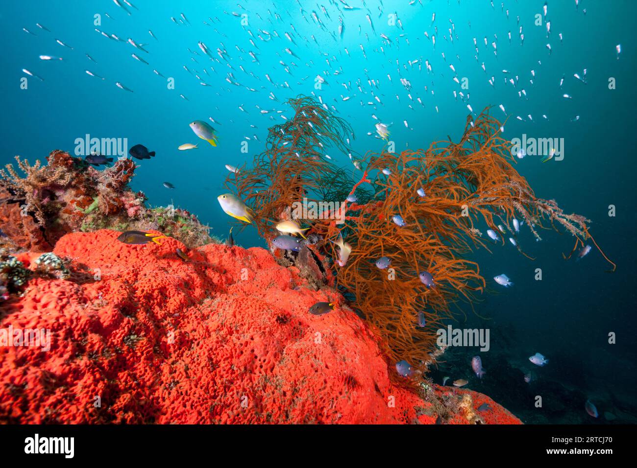 Colorful Coral Reef, Raja Ampat, West Papua, Indonesia Stock Photo - Alamy