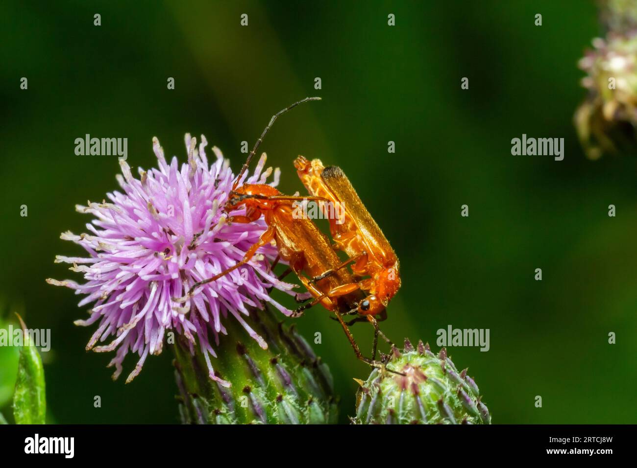 The common red soldier beetles on the blooming purple flower of spear ...
