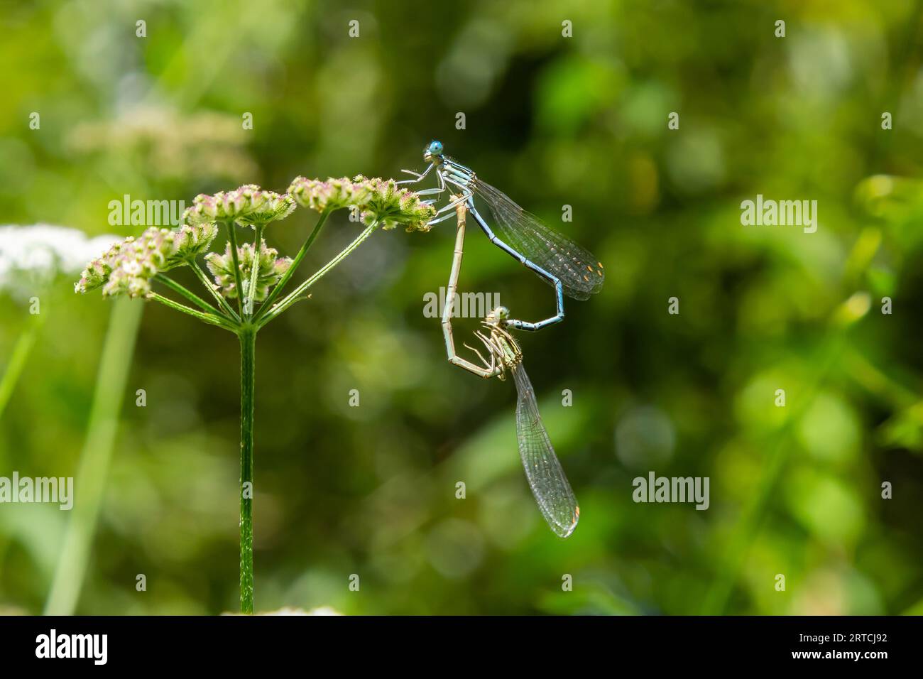 Close-up of two Feather Dragonflies Platycnemis pennipes mating ...