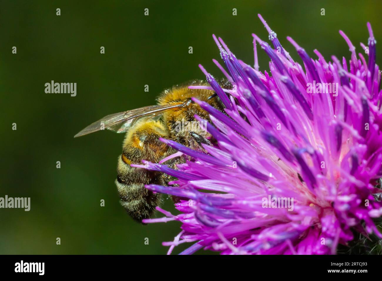 Bee colecting polen from a Greater burdock Arctium lappa flower closeup ...