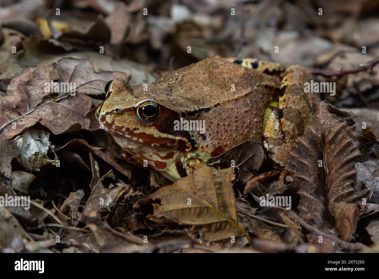 Red common frog hi-res stock photography and images - Alamy