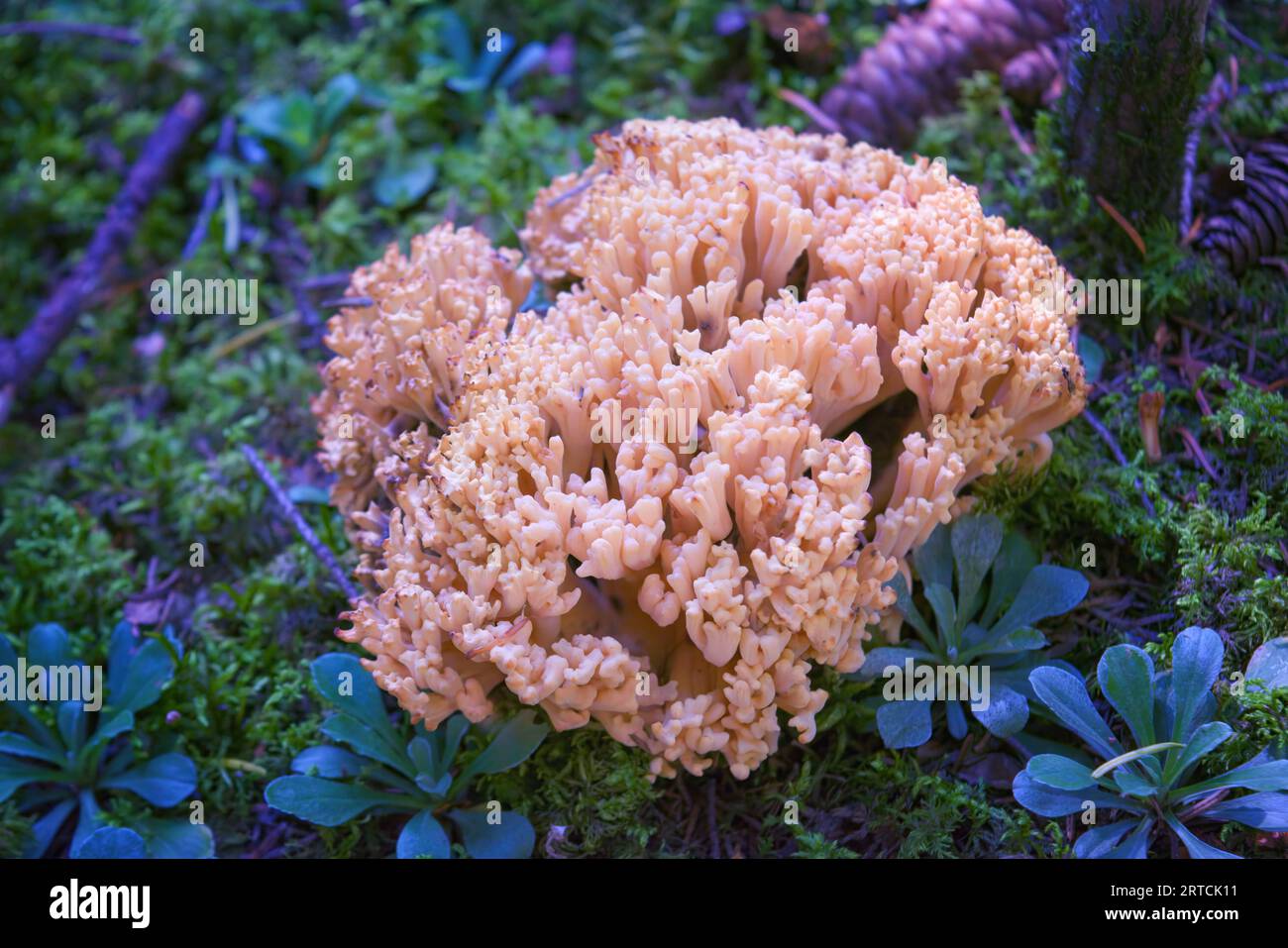 Ramaria pallida white mushroom in the forest coming out of the moss ...