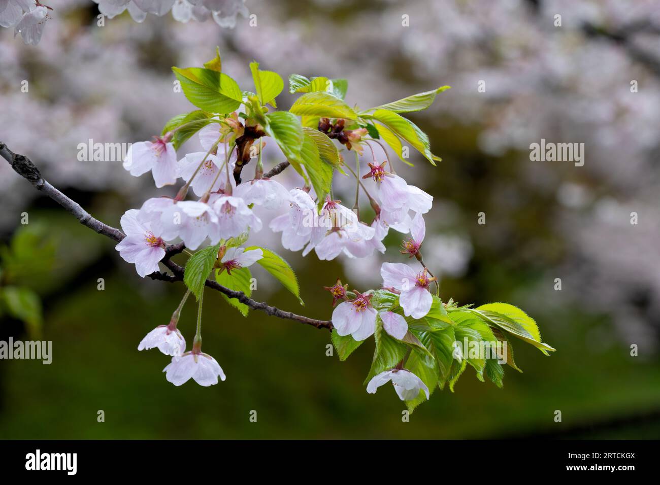 Close-up sakura flowers in Japan Stock Photo - Alamy