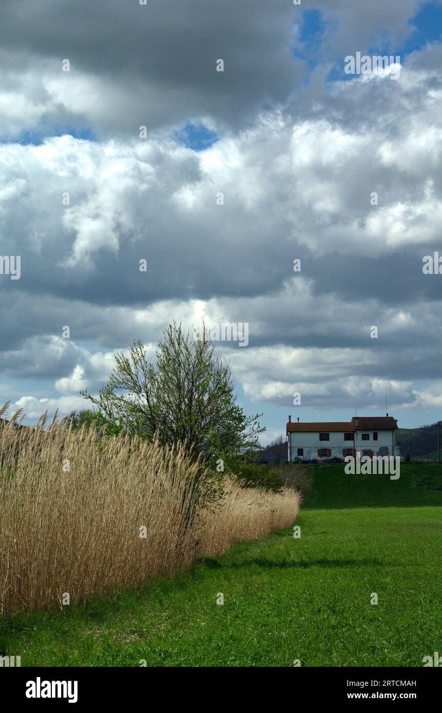 Canne in natura hi-res stock photography and images - Alamy