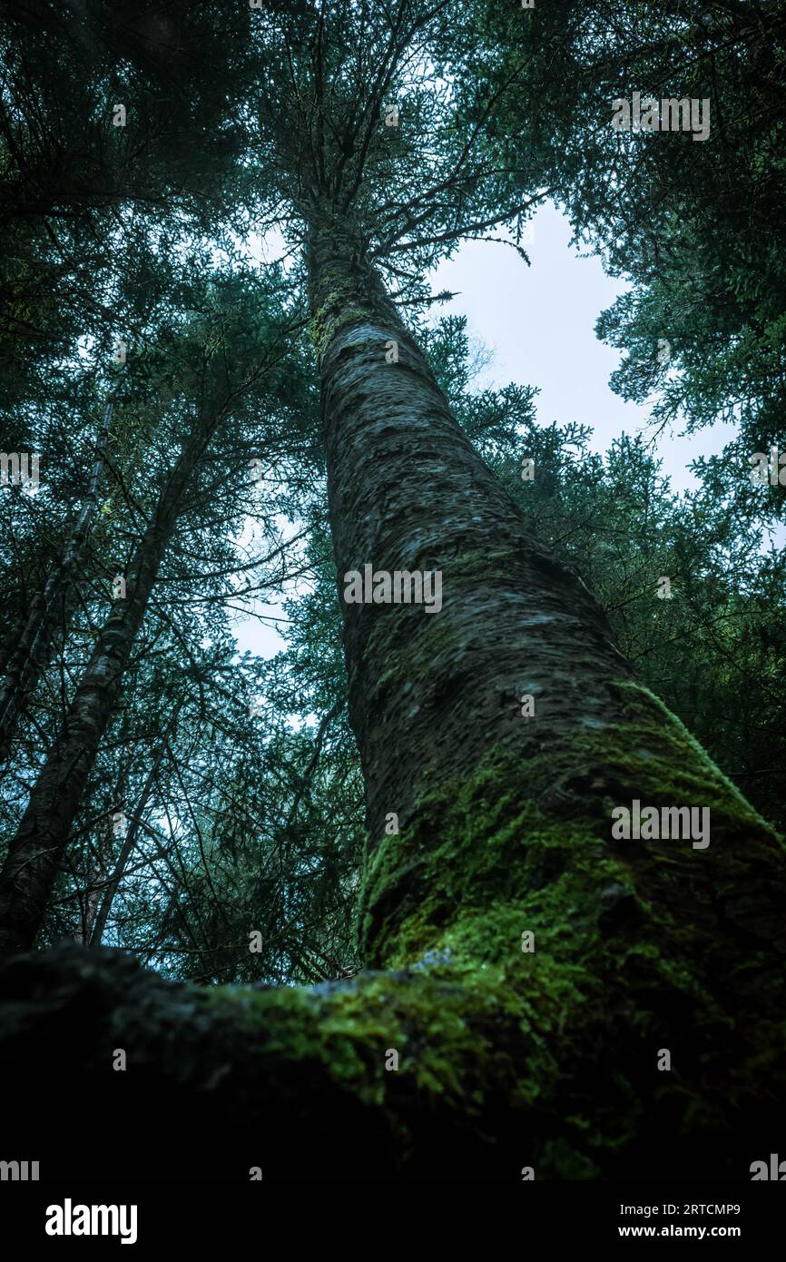 A vertical low angle shot of tall trees in a forestt Stock Photo - Alamy