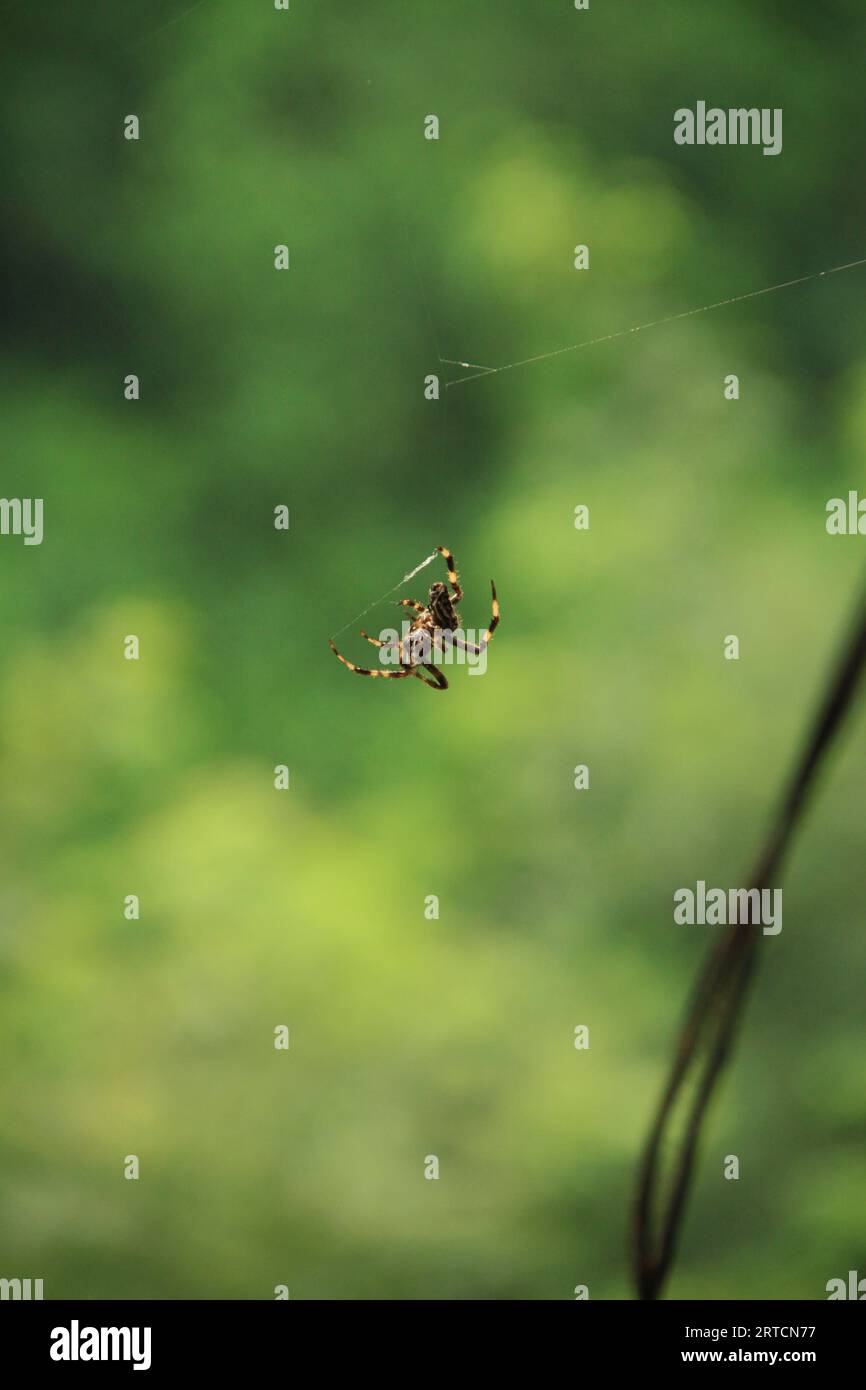 Weaving web hi-res stock photography and images - Alamy